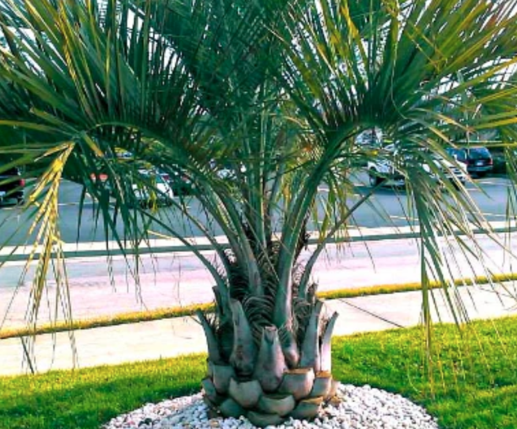 Palm Trees and Plant Installation in Myrtle Beach